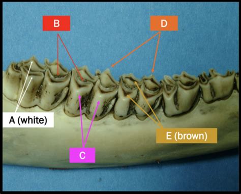 Evs 440 Practical Deer Aging Flashcards Quizlet