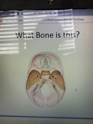 Skull Flashcards Quizlet