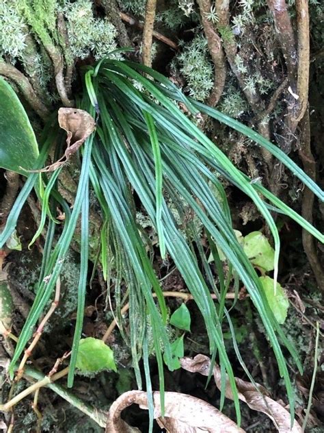 Chorigyne Pendula Propagate One