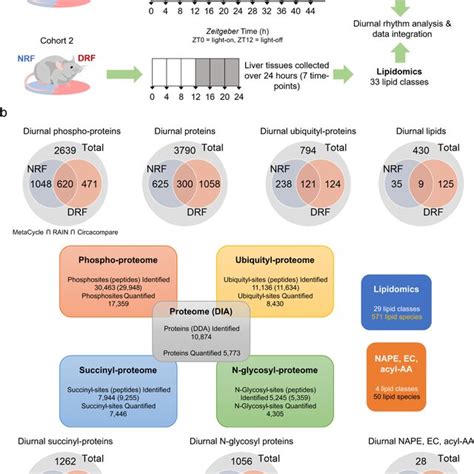 Diurnal Multi Omics Analysis Of The Mouse Liver Under Time Restricted