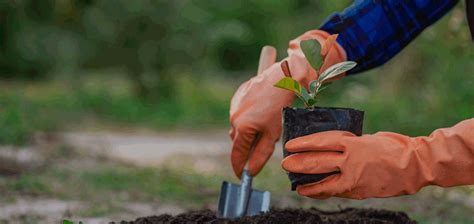 Environmental Citizenship Empowering Action Through Education