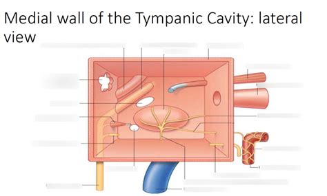 Medial Wall Of The Tympanic Cavity Lateral View Diagram Quizlet