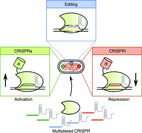 Basic Overview Of Multiplexed Crispr Cas Technologies Multiplexed