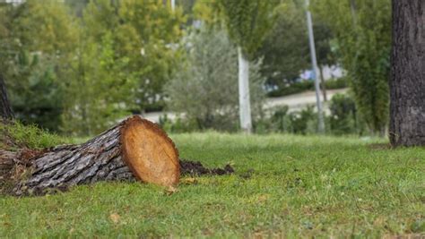 Premium Photo Cutted Tree On A Park