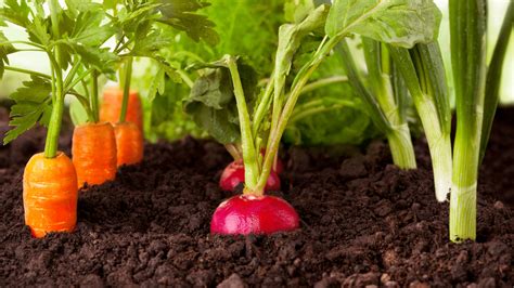 La Importancia De La Sanidad Vegetal