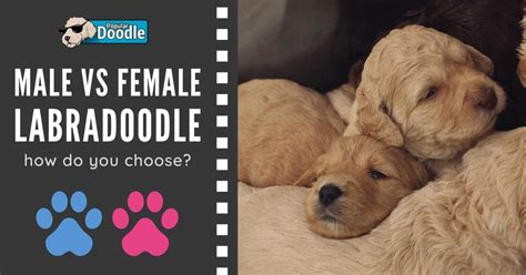 Cockapoo Health Issues 10 Common Cockapoo Health Problems To Look Out For