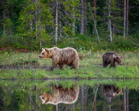 Premium Photo She Bear With A Cub Bear Walks Along The Edge Of A Forest Lake With A Stunning