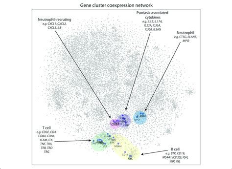 2d Gene Coexpression Network Illustrates Gene Expression