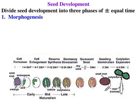 Three Stages Of Development Seed