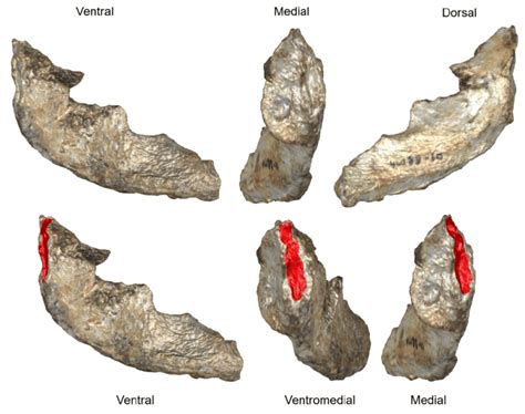 6 Mh2 Uw 88 10 Au Sediba Left Pubic Bone The Ventral Sulcus Is