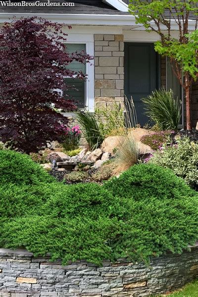 Buy Schoodic Spreading Jack Pine Pinus Banksiana Free Shipping