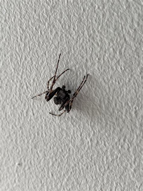 Are These Harmless House Spiders Rspiders