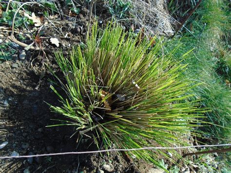 Spring Time Grass Moving Lindy Sinclair