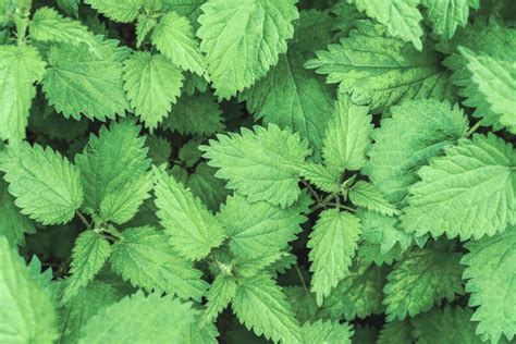 21 Wild Edible Plants A Foragers Guide Smart Garden And Home