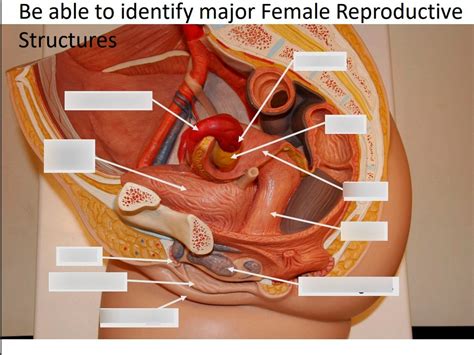 Major Female Reproductive Structures Diagram Quizlet