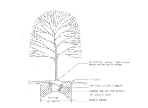 Tree Planting Tutorial Learn How To Plant A Tree