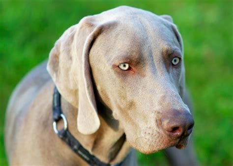 Mascota De La Semana Weimaraner Universal