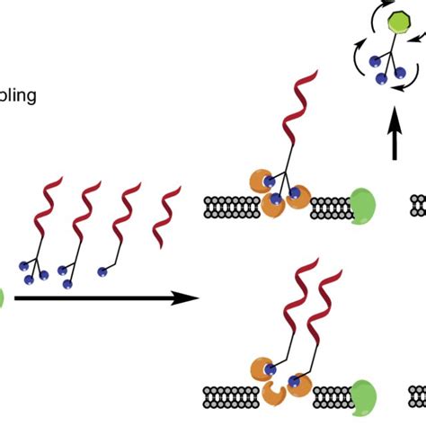 Physical Principle Of Fluorescence Polarization Fp Competition Assay