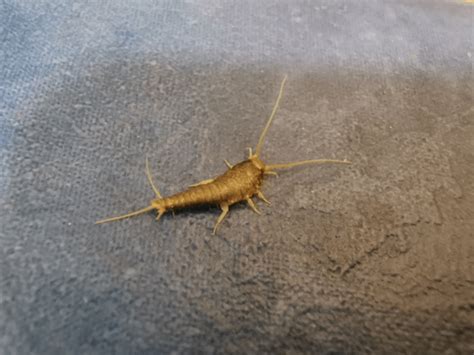 What Is This Its Tiny Btw Rwhatsthisbug
