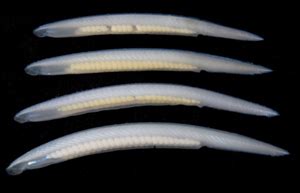 Lancelet Amphioxus Genome And The Origin Of Vertebrates Ars Technica