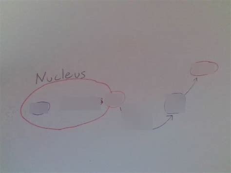 Biology 1 Chapter 5 Diagram Diagram Quizlet