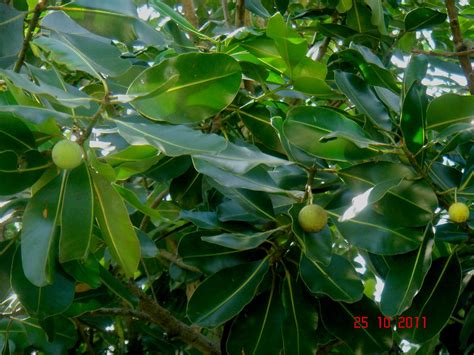 Kamani Tree