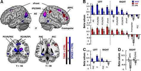 A Overlap Of Brain Regions Engaged In Time Red And Space Blue