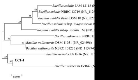 phylogenetic analysis of bacterial isolate cc1 1 based on 16s rdna