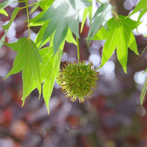 Sweet Gum Tree Supply And Installation By Hortlands Nursery