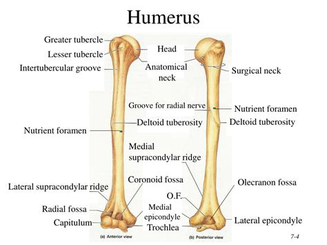 Ppt Clavicle Powerpoint Presentation Free Download Id2402581