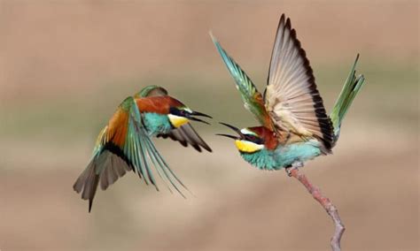 European Bee Eater Bird Facts Merops Apiaster A Z Animals