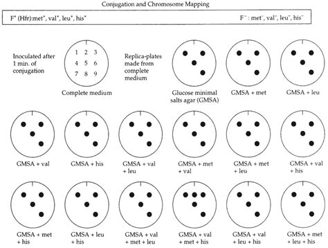 Solved Conjugation Mapping Can Be Used To Locate Genes On A