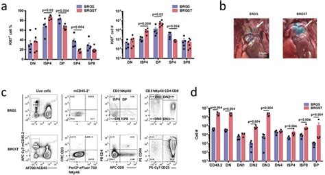 Mouse Thymocyte Precursor Development In Brgst His Mice A Percentages Download Scientific