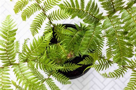 Tree Fern