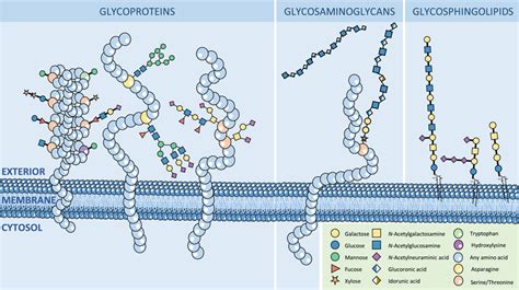 Major Types Of Glycosylation On Human Cell Membranes [color Figure Can