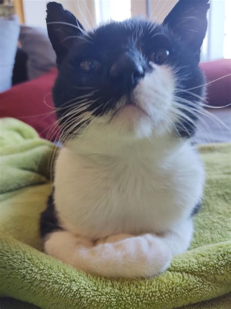 This Is Gimli The Guy Who Stole My Heart During My Holiday In Croatia