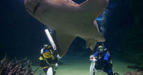 Sex Tape Researchers Film Rare Leopard Sharks Mating The Senior Senior