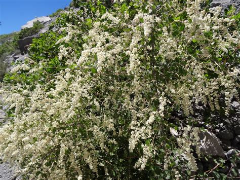 Holodiscus Microphyllus Rydb Search Native Plant Hub