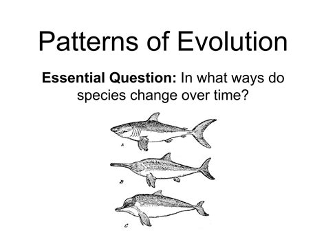 Patterns Of Evolution Slides For Canvas Notespptx