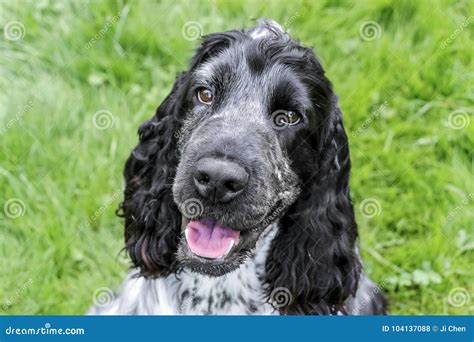 Imágenes Comunes Del Cocker Spaniel Blanco Y Negro Los Derechos De La Transferencia Directa El