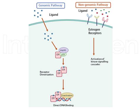Genomic And Non Genomic Pathway Of Estrogen Signaling The