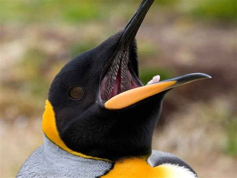10 Interesting Facts About Penguin You Probably Didnt Know