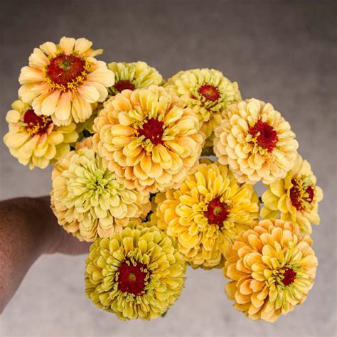 Zinnia Queeny Lemon Peach Seeds Nz