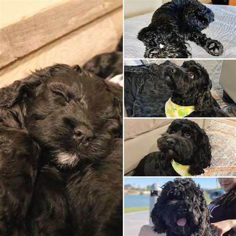 Mini Cockapoo Black