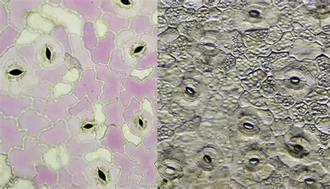 Stomata Leaf Microscope