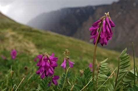 Копієчник альпійський Hedysarum Alpinum — фото та опис рослини 🌿