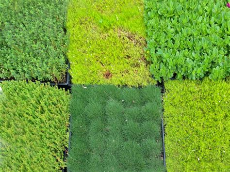 Grass Alternatives For The Lawn No More Mowing Yay