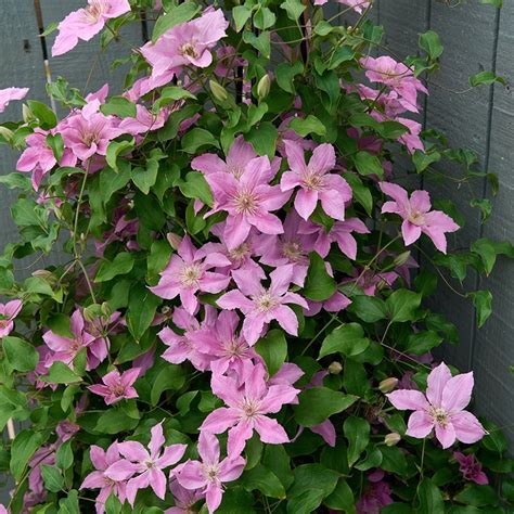 Buy Late Large Flowered Clematis Group 3 Clematis Bridgewater