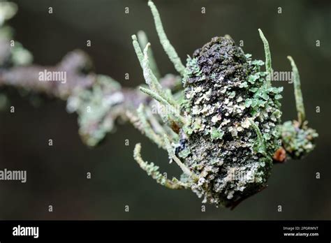 Pine Cone Covered In Several Types Of Lichen North Pennines Teesdale County Durham Uk Stock