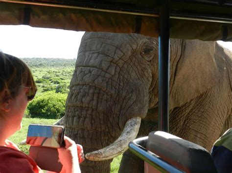 What Kind Of Birds Have A Long Tail In Southern Africa A Small List Of 11 Different Birds